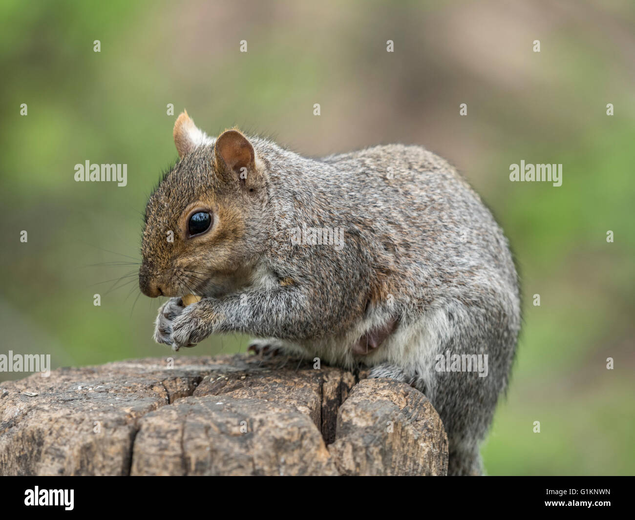 Sciurus carolinensis, common name eastern gray squirrel or grey ...