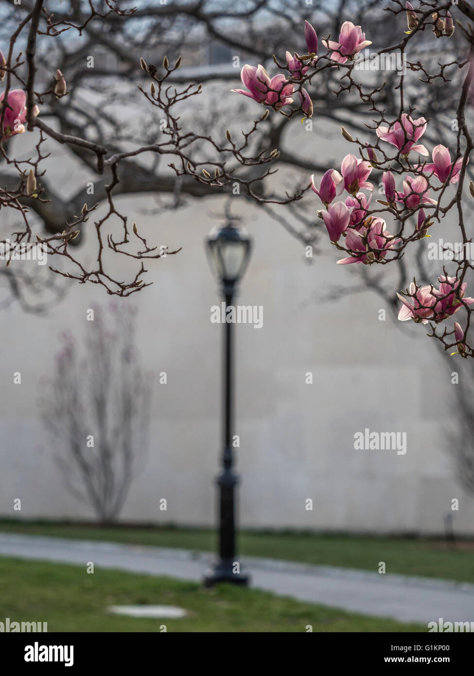 Magnolia soulangeana ,saucer magnolia is a hybrid plant in the genus ...