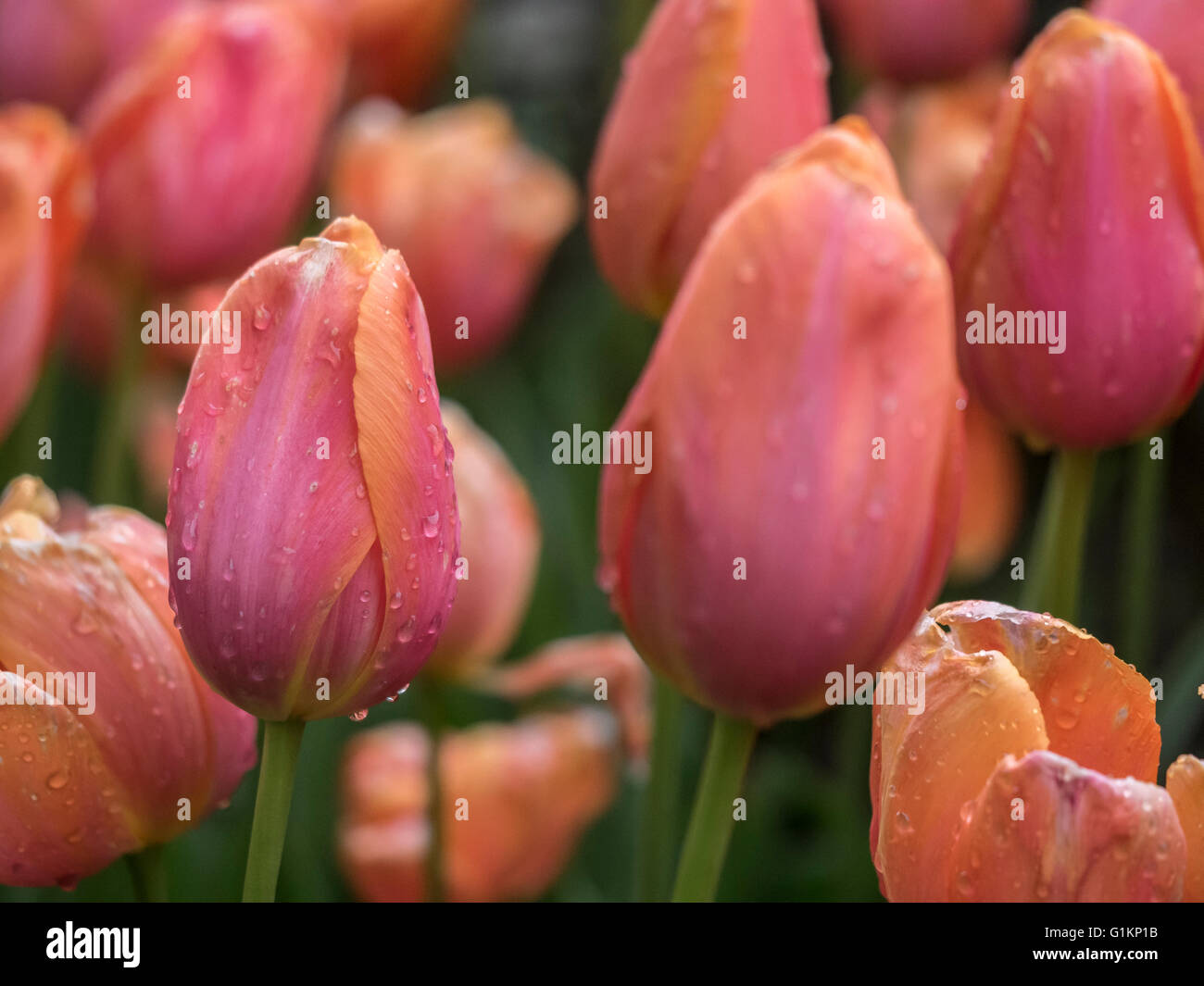 The tulip is a perennial, bulbous plant with showy flowers in the genus ...