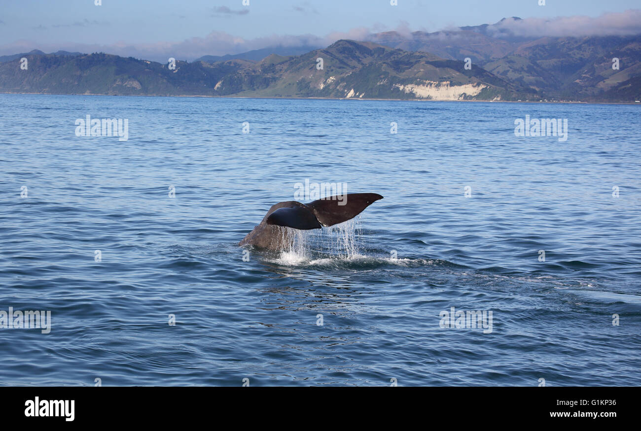 sperm whale diving at kaikoura on the south island of new zealand Stock ...