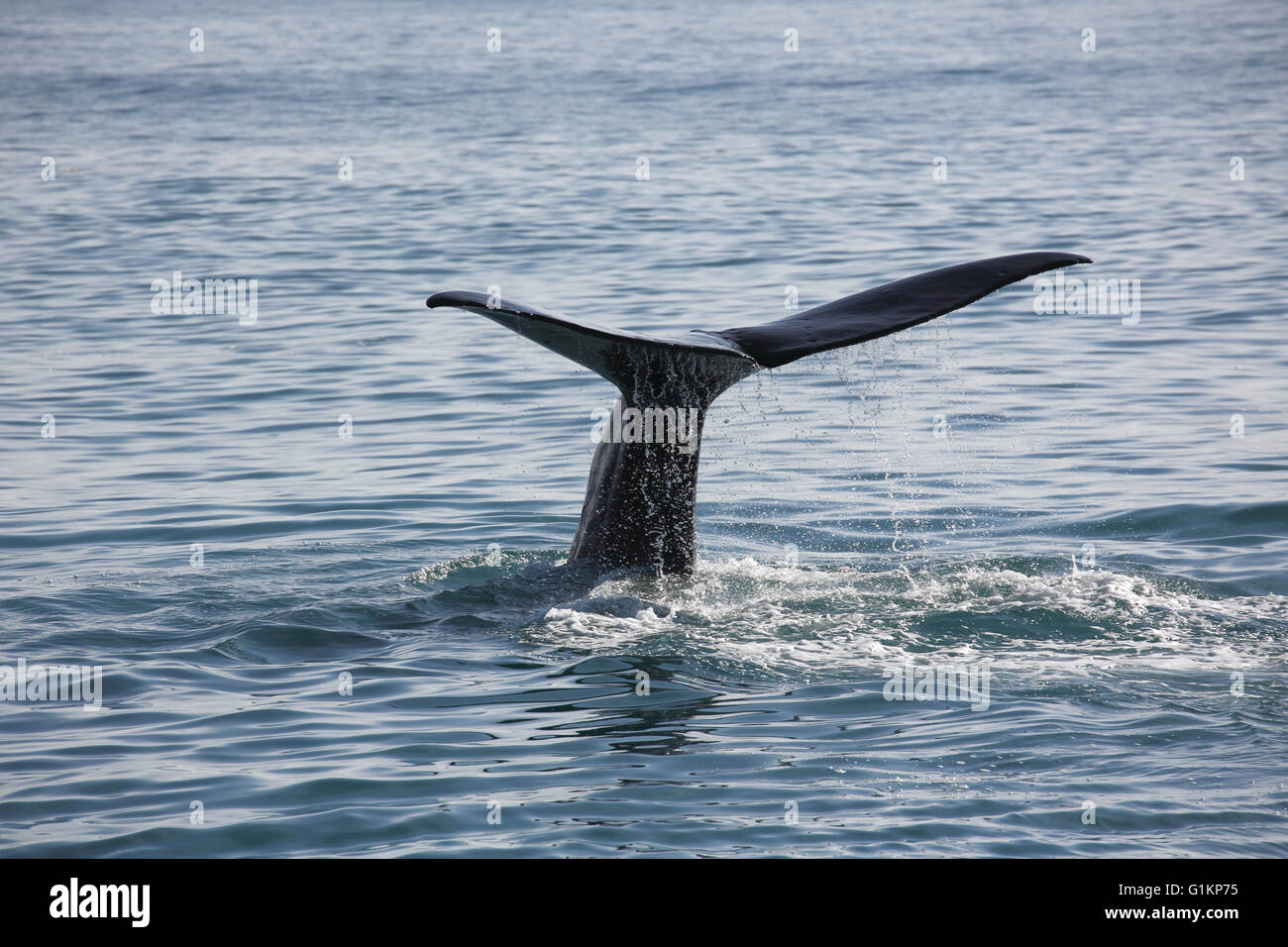 sperm whale diving at kaikoura on the south island of new zealand Stock ...