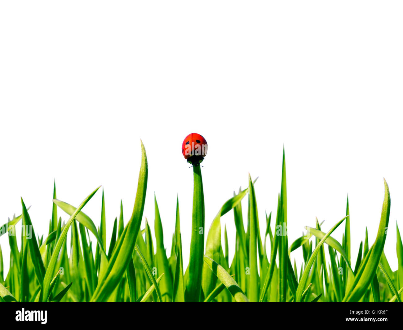 Ladybug legs hi-res stock photography and images - Alamy