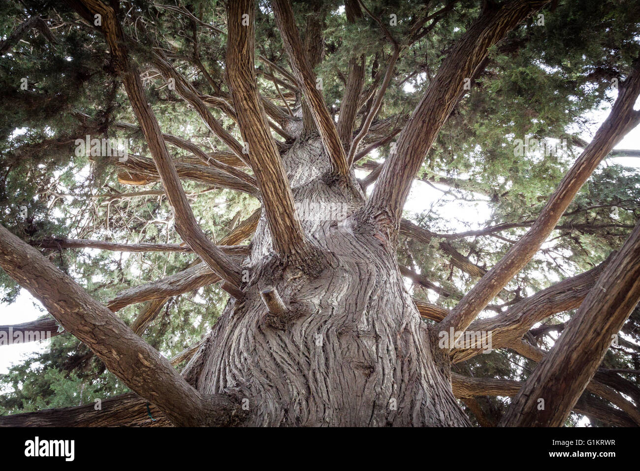 The centuries-old pine tree in the zappelo National Garden. Athens ...