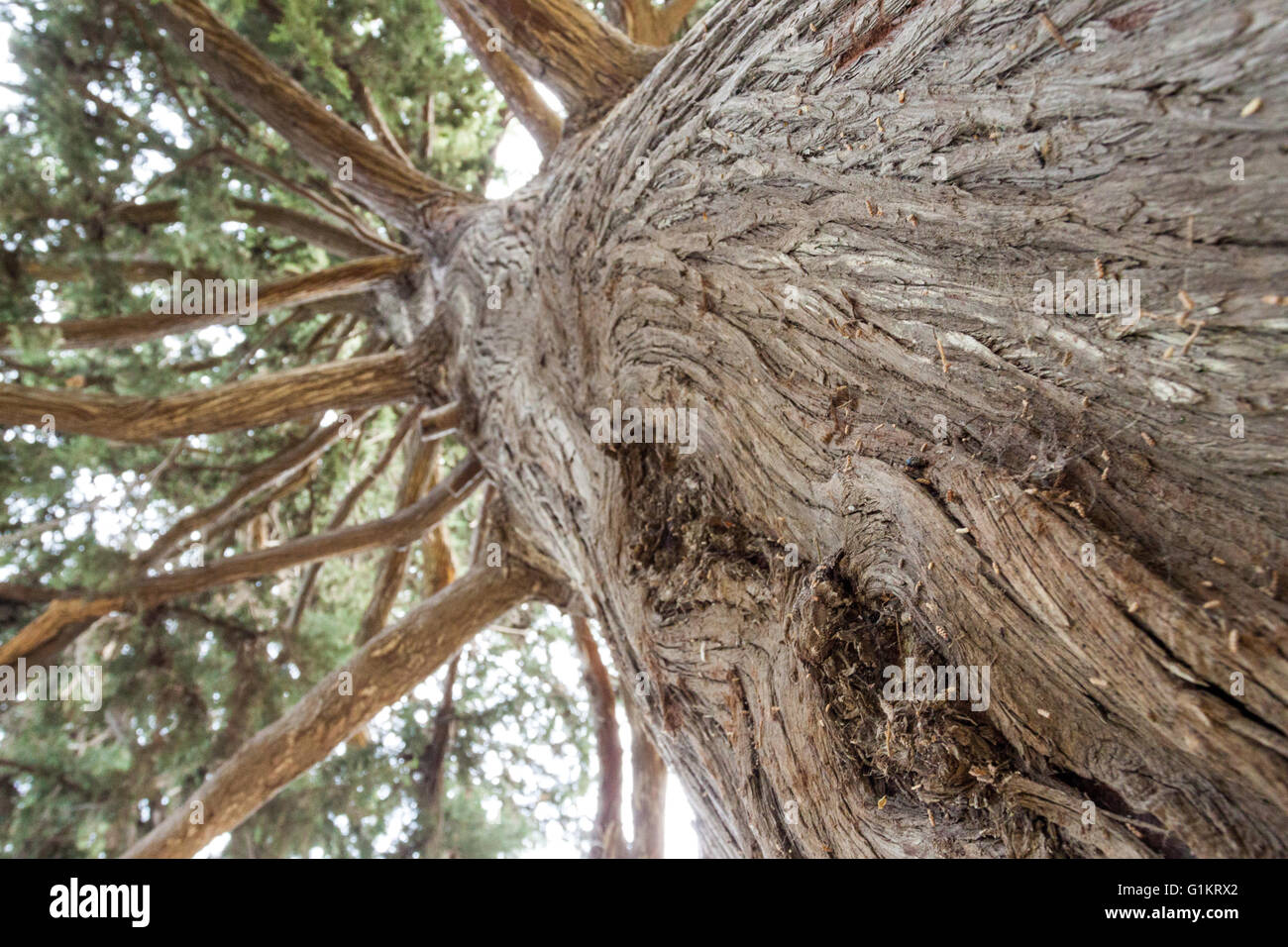 The centuries-old pine tree in the zappelo National Garden. Athens ...