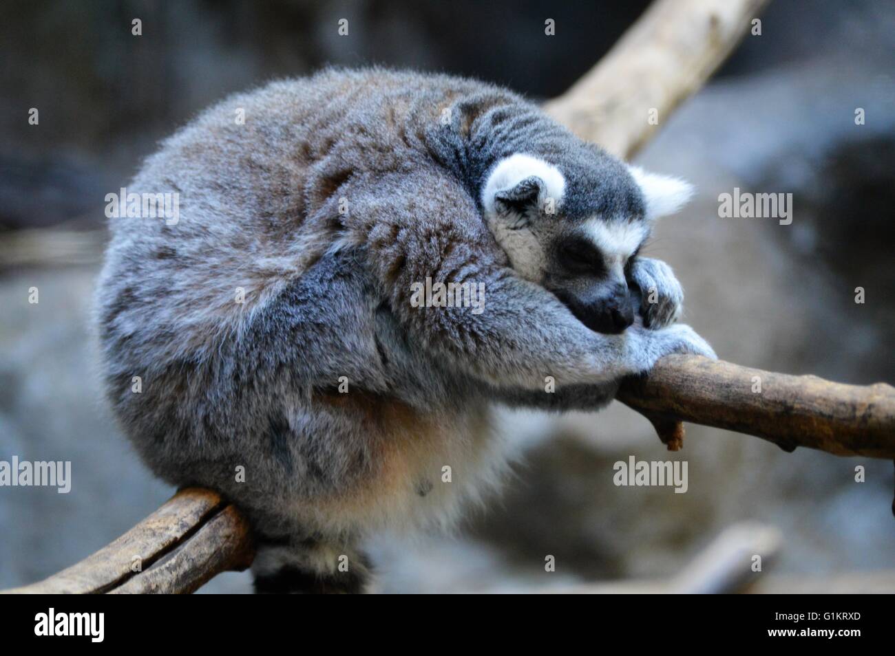 Sleeping lemur hi-res stock photography and images - Alamy