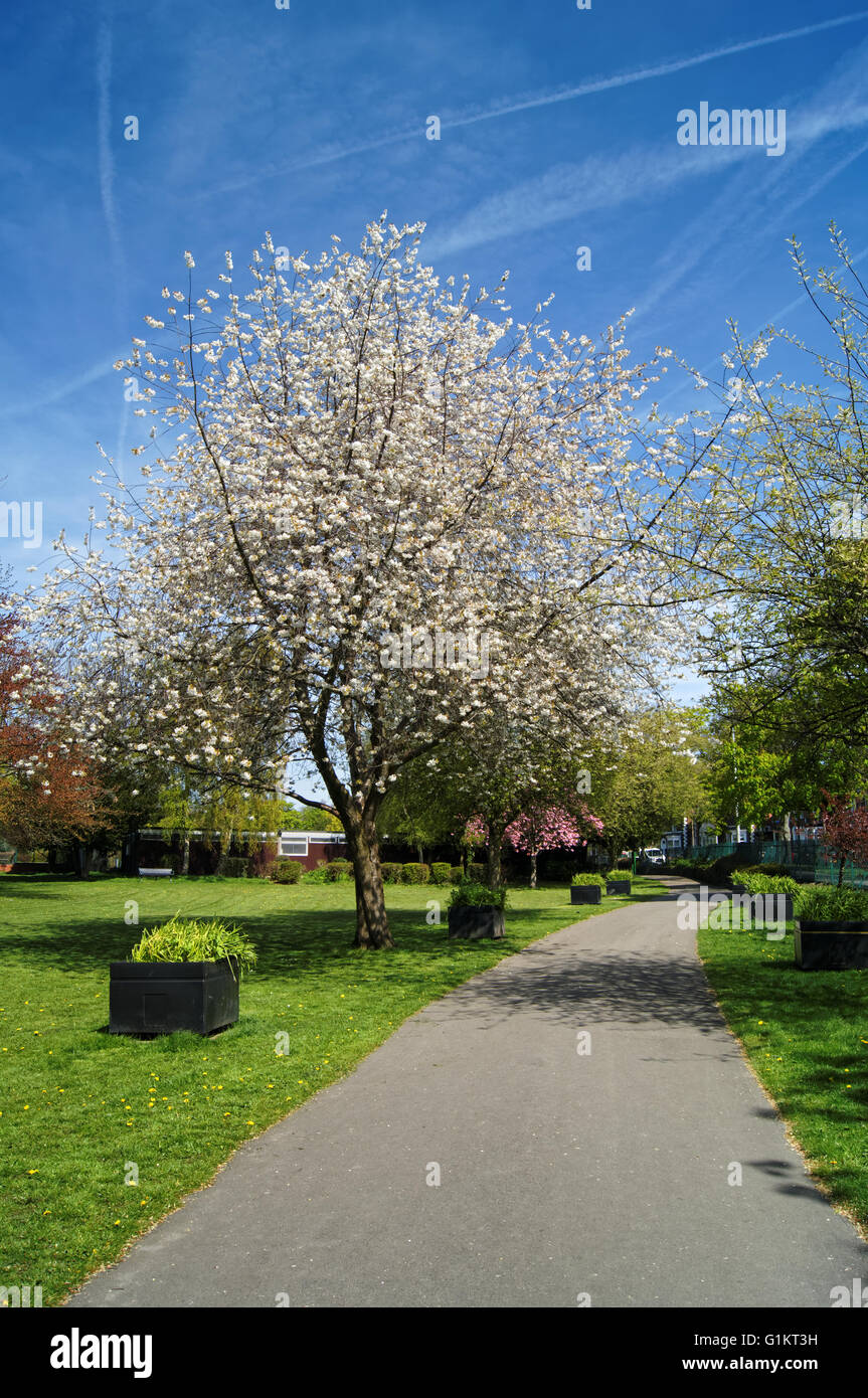 UK, South Yorkshire, Sheffield, Firth Park in Spring Stock Photo - Alamy