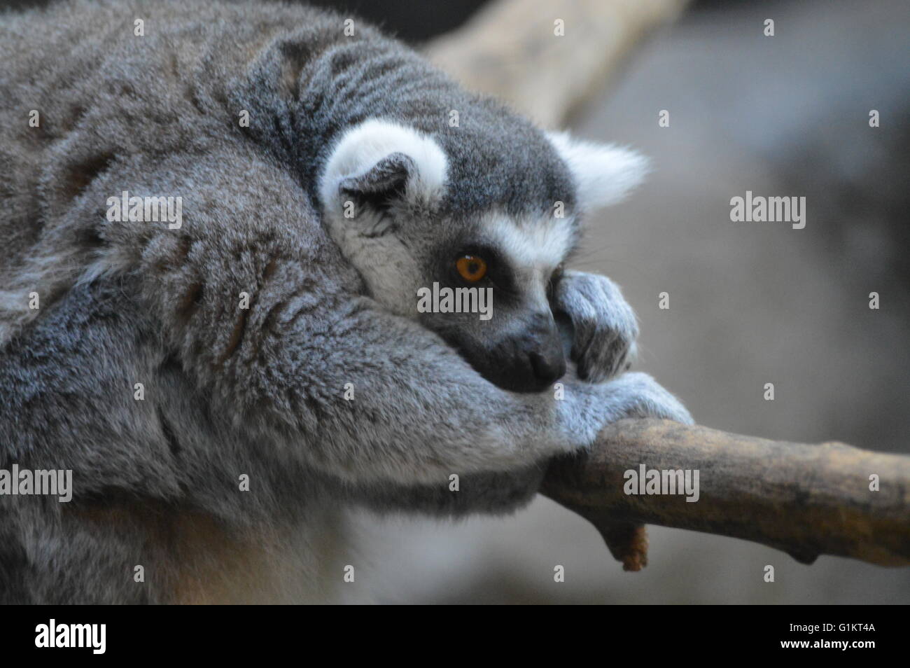 Sleeping ring tailed lemur hi-res stock photography and images - Alamy