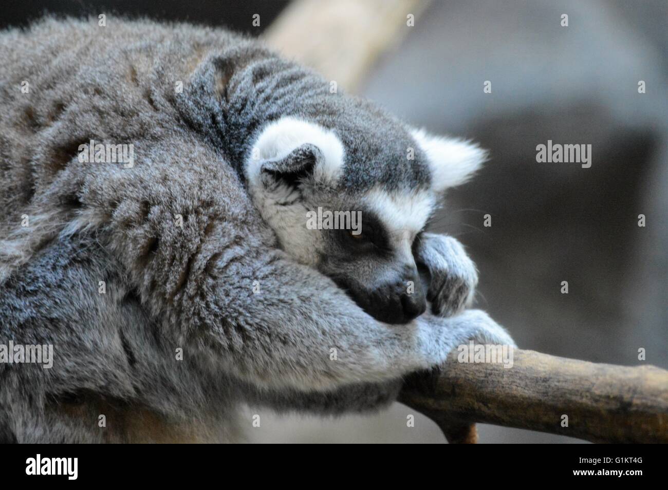 Sleeping lemur hi-res stock photography and images - Alamy