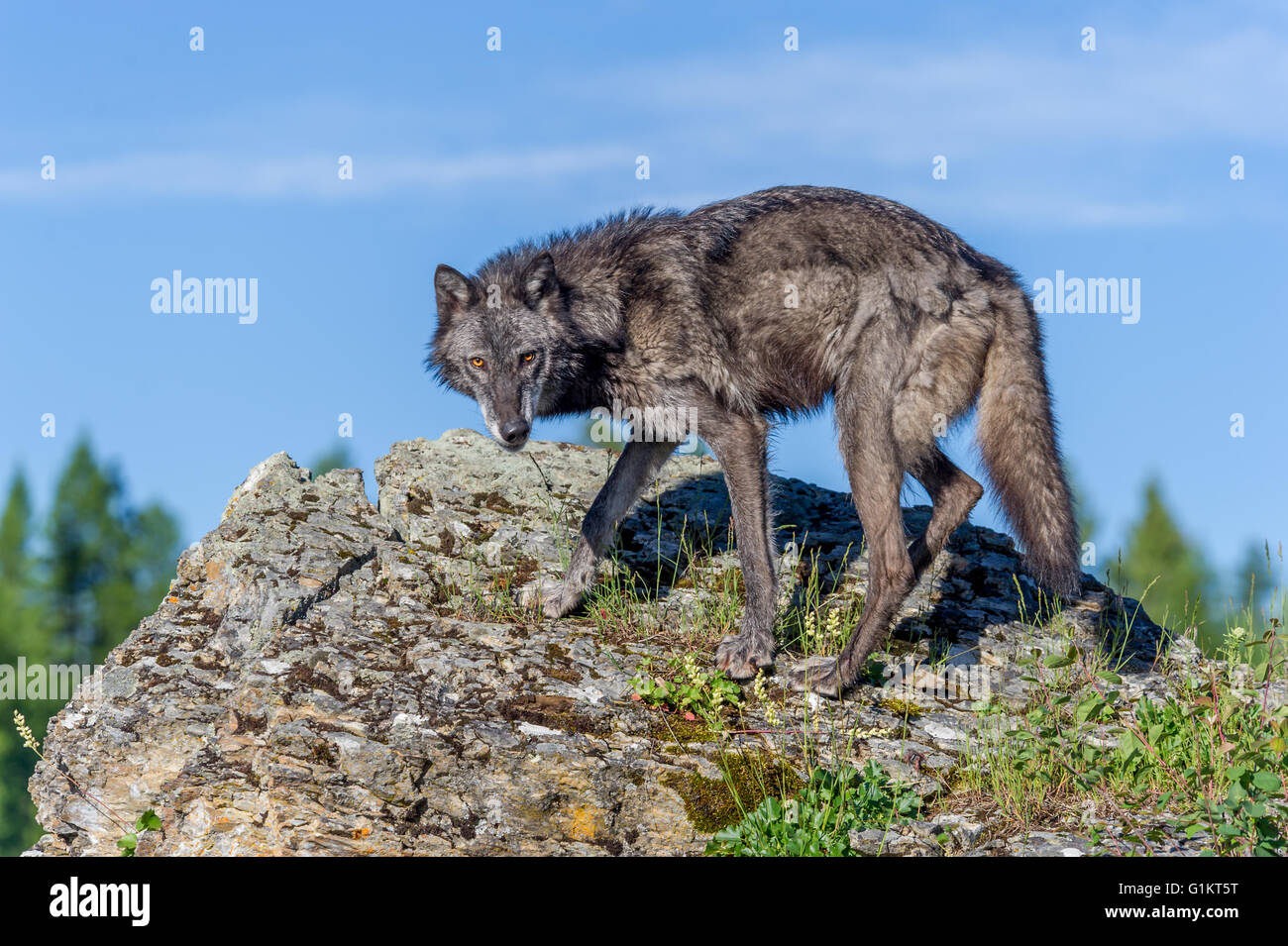 Adult female wolf canis lupus hi-res stock photography and images - Alamy