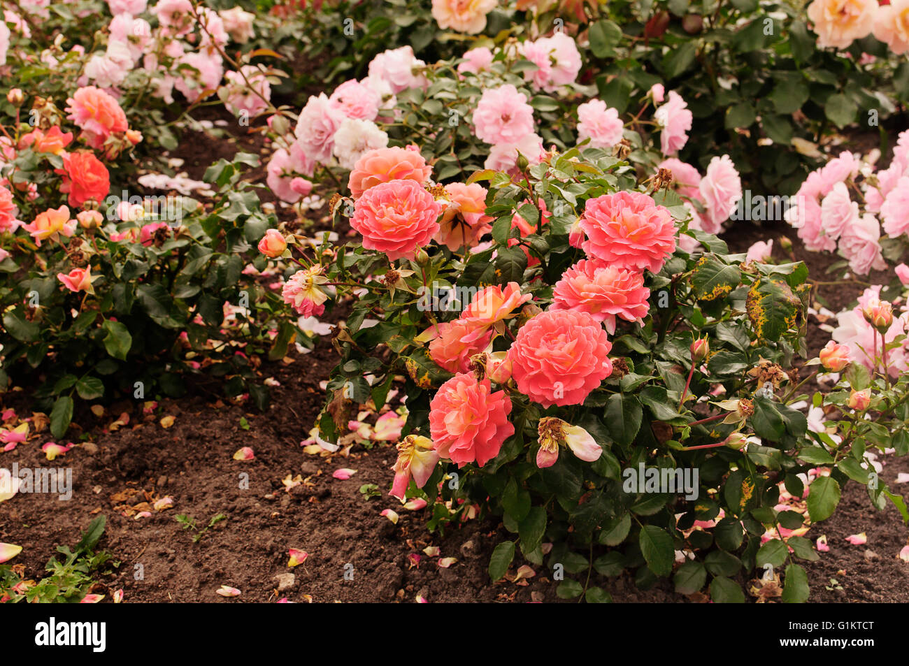 Park roses hi-res stock photography and images - Alamy