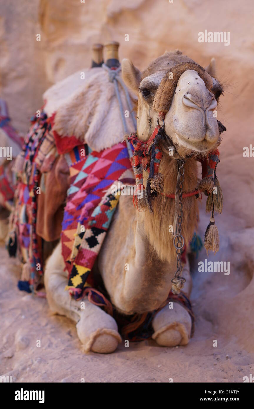 Camel at Petra, Jordan Stock Photo - Alamy