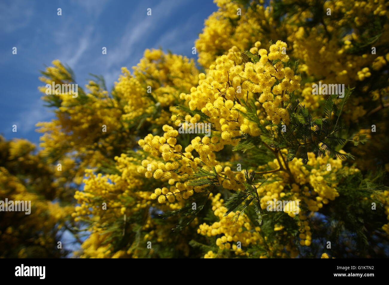 Wattle tree hi-res stock photography and images - Alamy