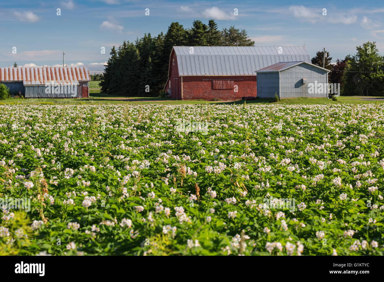 Potato leaf plant healthy hi-res stock photography and images - Alamy