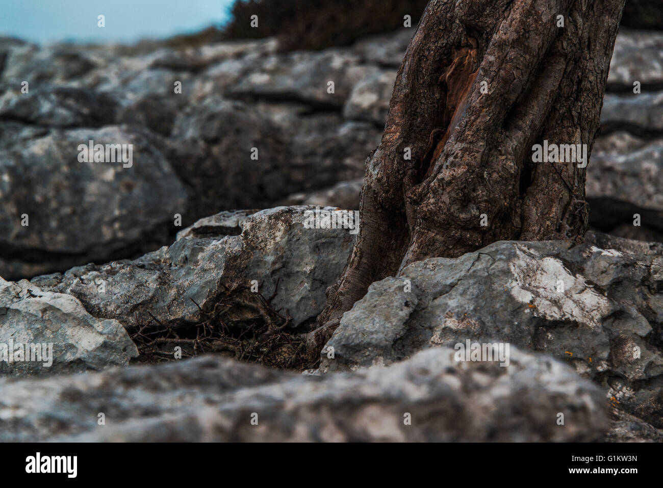 The base of a hawthorn tree growning out of the limestone pavement near ...