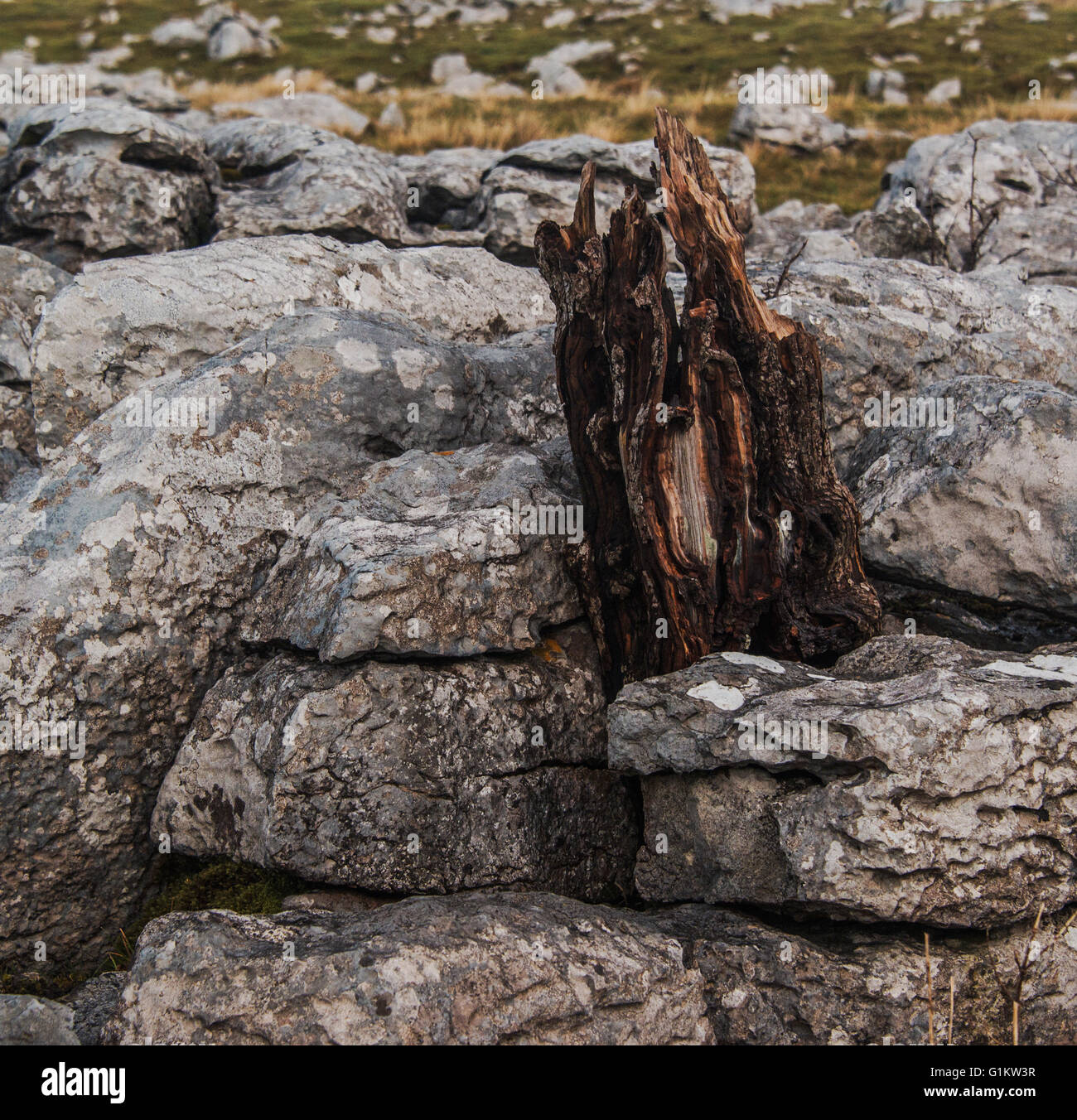 Stone tree stump hi-res stock photography and images - Alamy