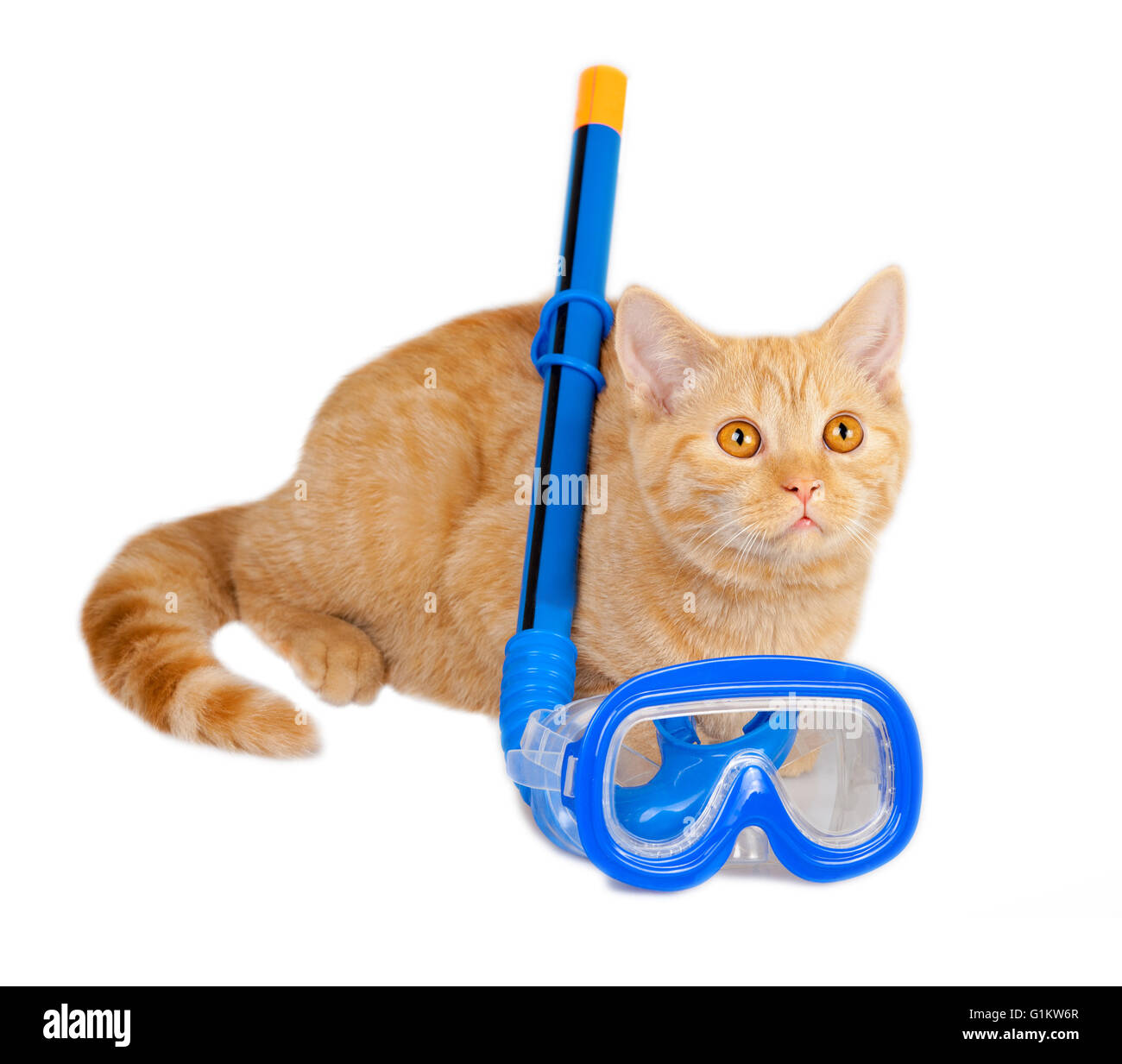 Beach scene. Cute red cat lying with snorkel isolated on white ...