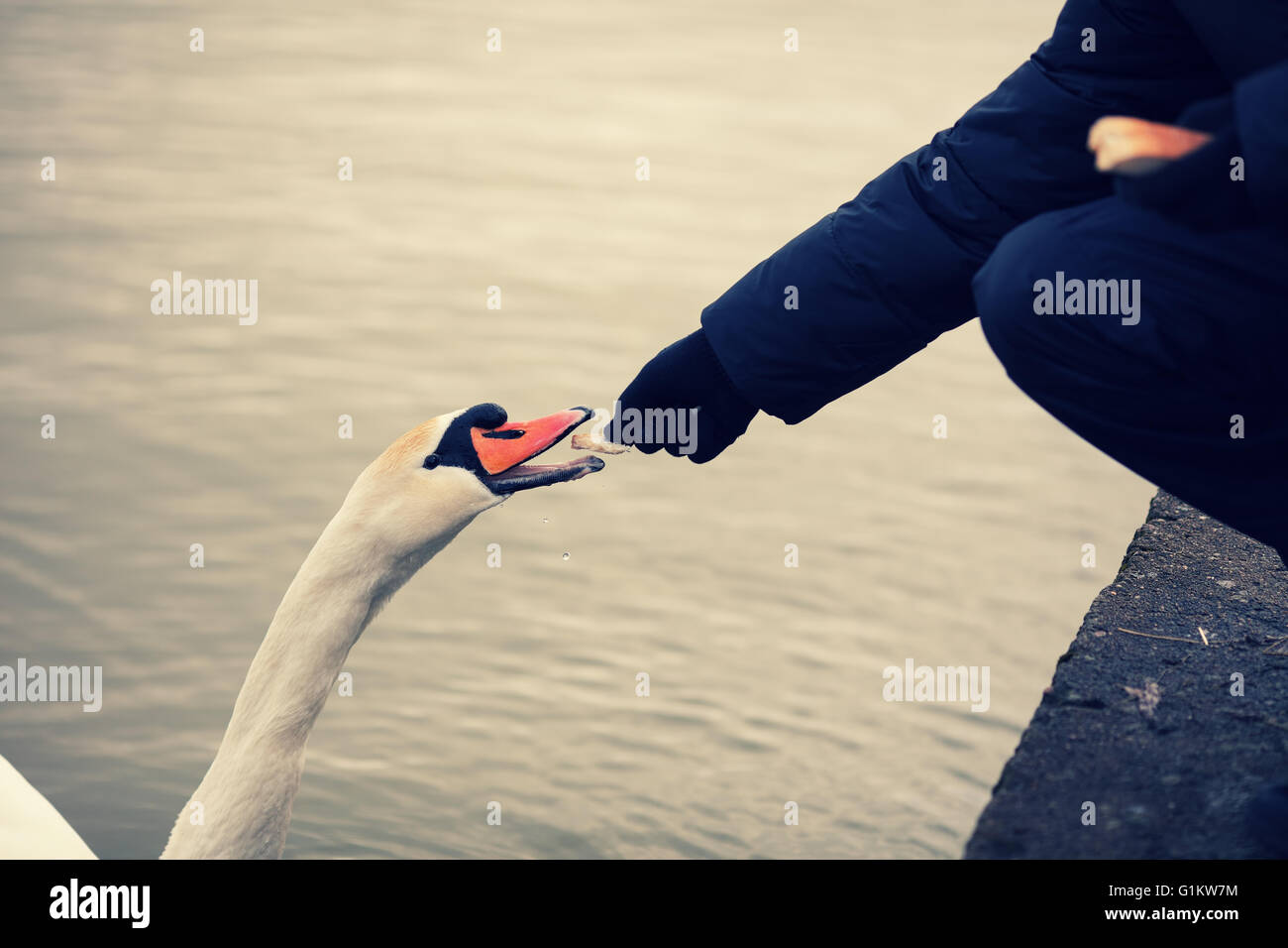 Man and white swan hi-res stock photography and images - Alamy