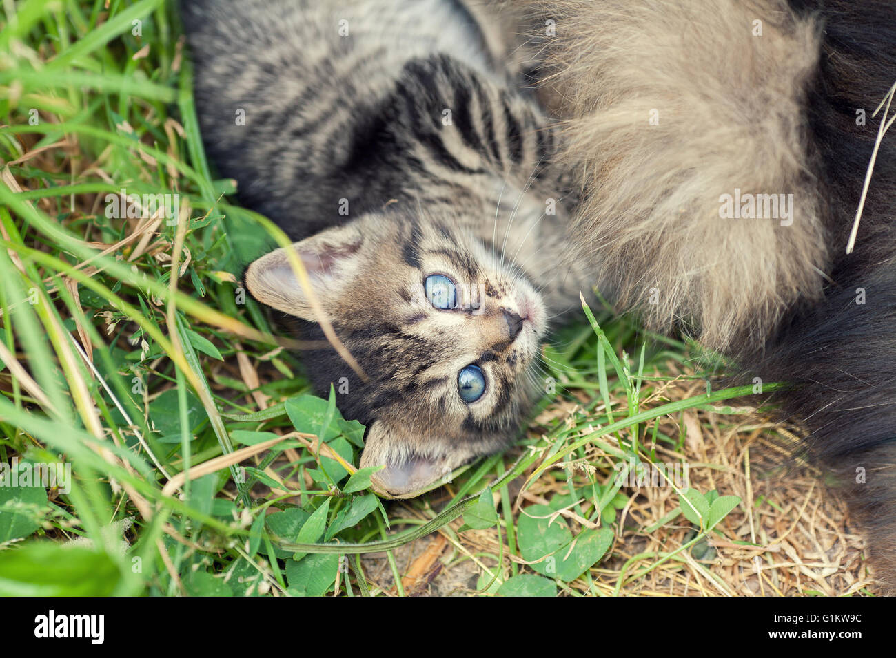 Little kitten lying on the back near mother cat Stock Photo - Alamy