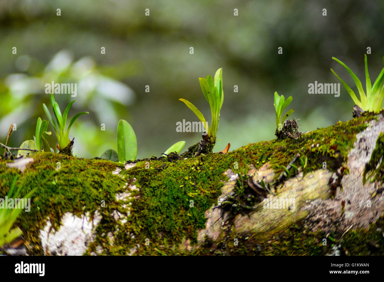 sprouting ferns on the QLD rainforest Stock Photo - Alamy