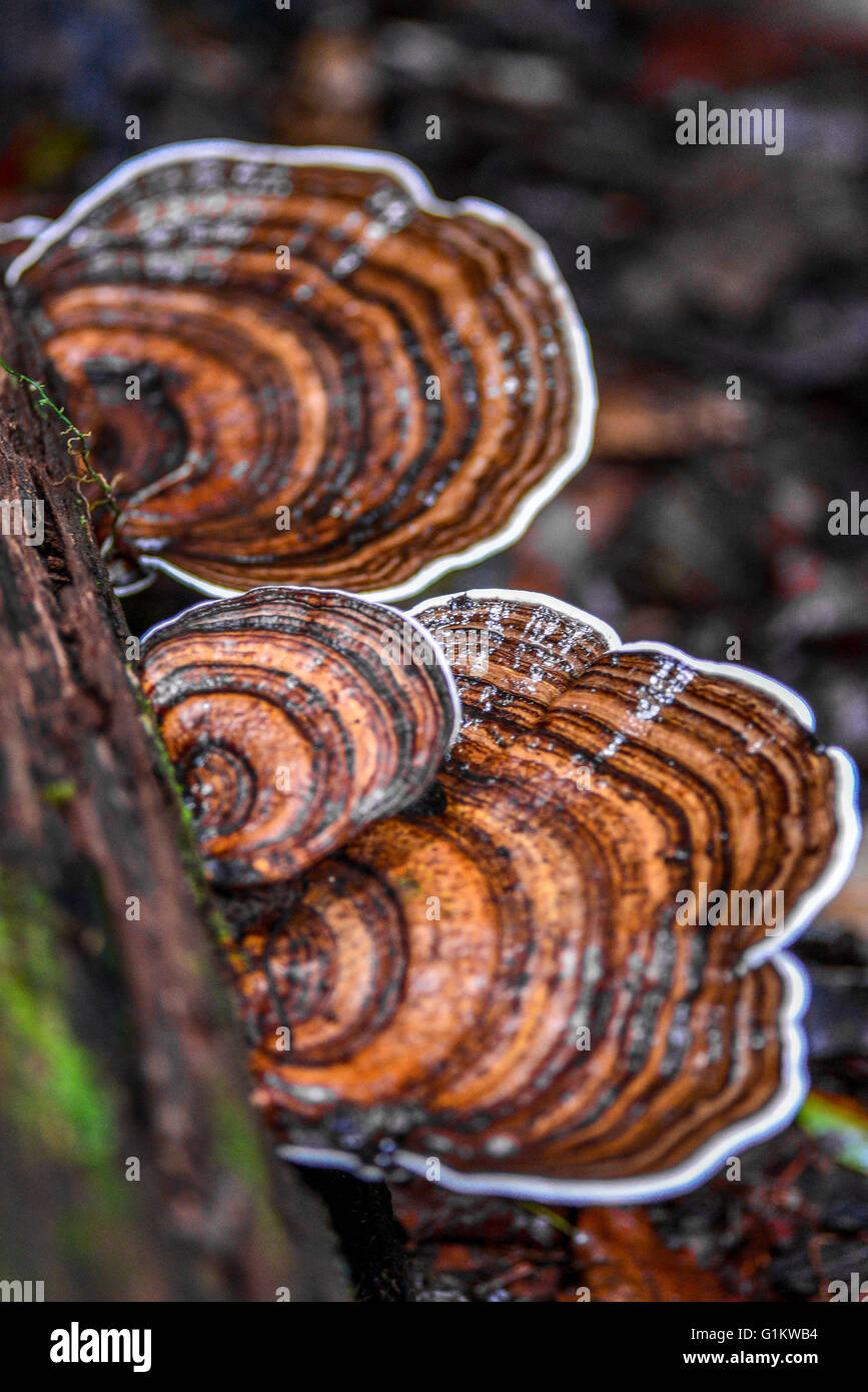 fungi growing in the QLD rainforest Stock Photo - Alamy