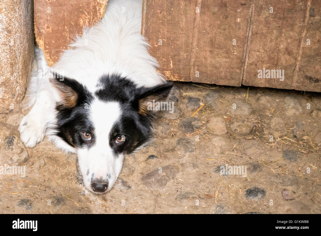Portrait of a Border Collie, a.k.a.Scottish sheepdog, ( Canis lupus ...