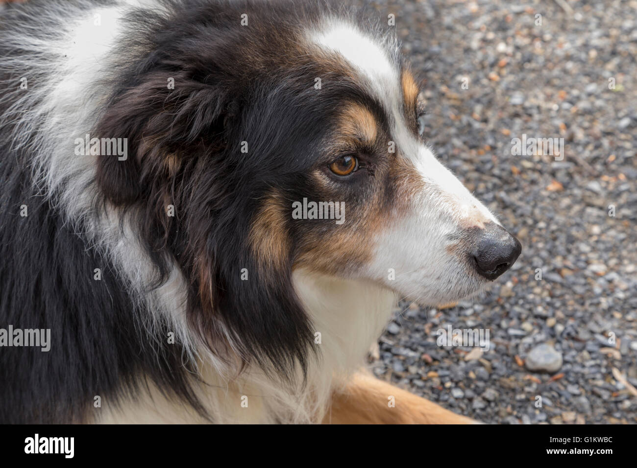 Scottish sheepdog hi-res stock photography and images - Alamy