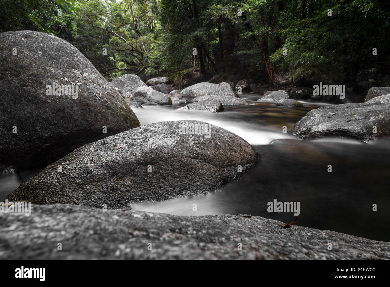 Tropical Rainforest stream in QLD Australia Stock Photo - Alamy