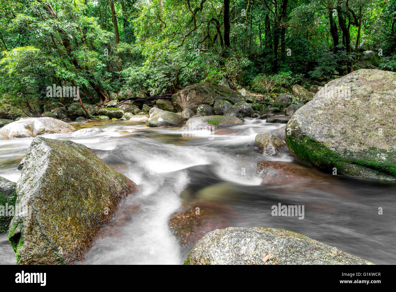 Tropical Rainforest stream in QLD Australia Stock Photo - Alamy