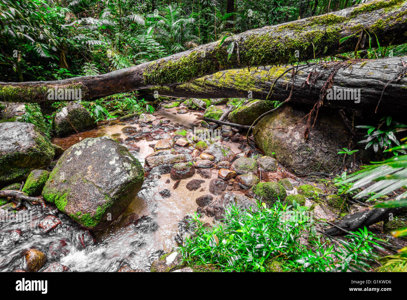 Tropical Rainforest stream in QLD Australia Stock Photo - Alamy