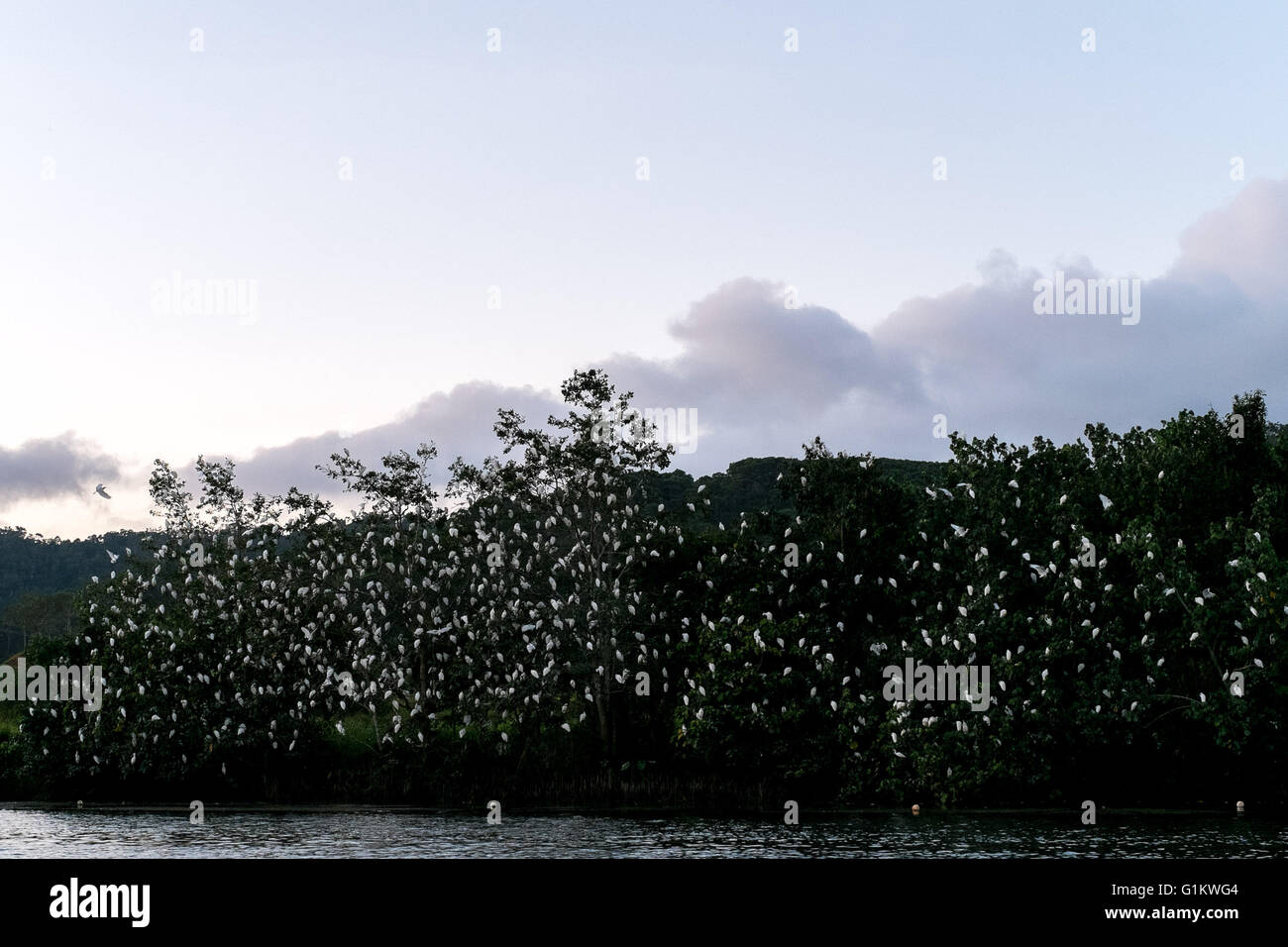 birds roosting on the daintree river in Australia Stock Photo - Alamy