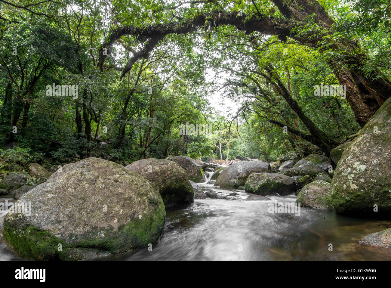 Tropical Rainforest stream in QLD Australia Stock Photo - Alamy