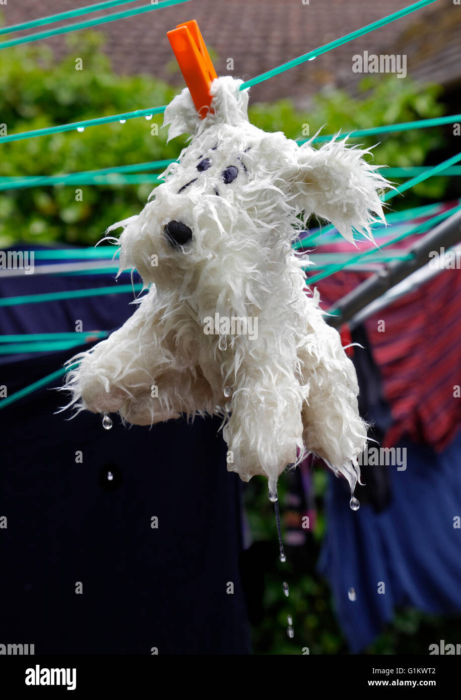 Washed Dog High Resolution Stock Photography and Images - Alamy
