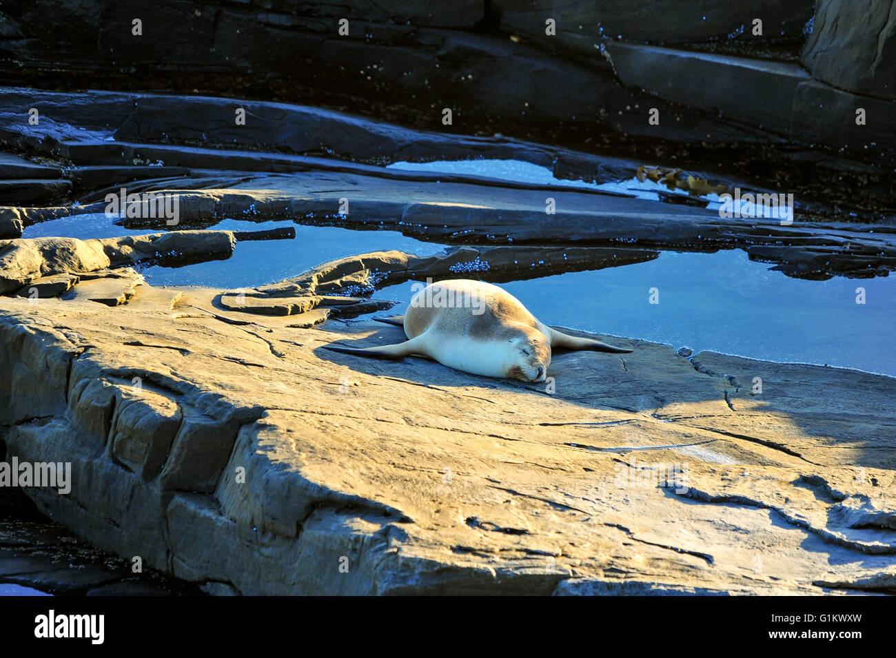 sea lion sun baking Stock Photo - Alamy