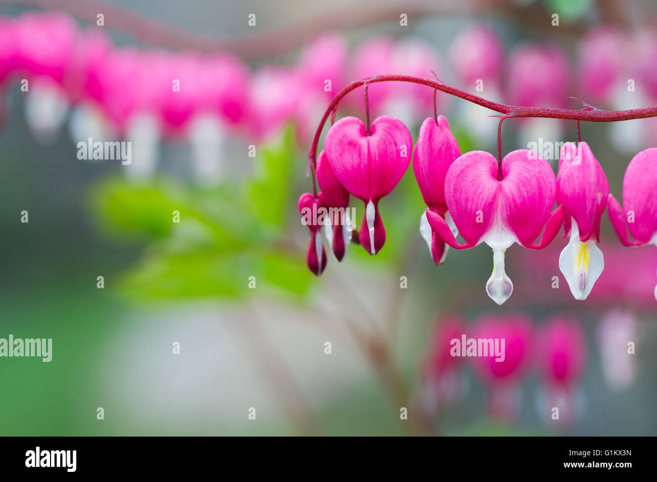 Bleeding heart flower hi-res stock photography and images - Alamy