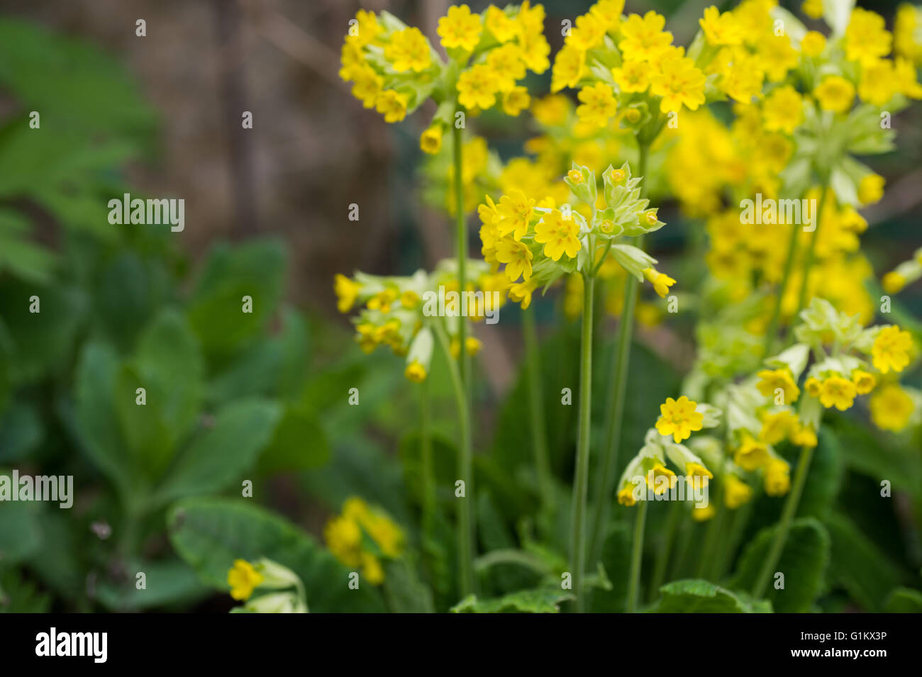 Cowslip plant background Stock Photo - Alamy