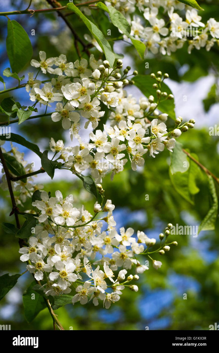 White bird cherry flowers hi-res stock photography and images - Alamy