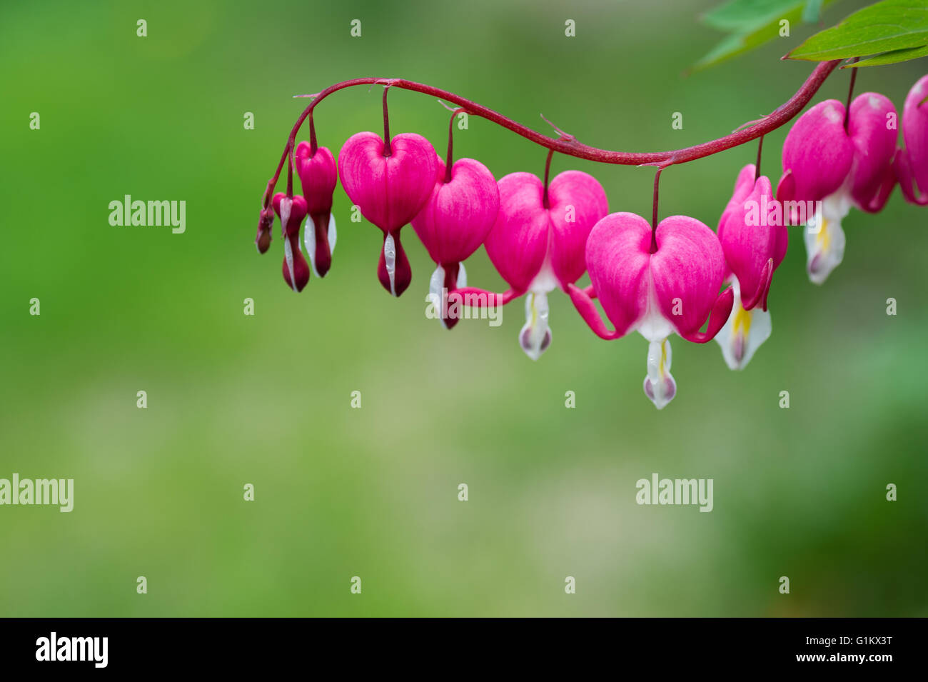Bleeding heart plant hi-res stock photography and images - Alamy