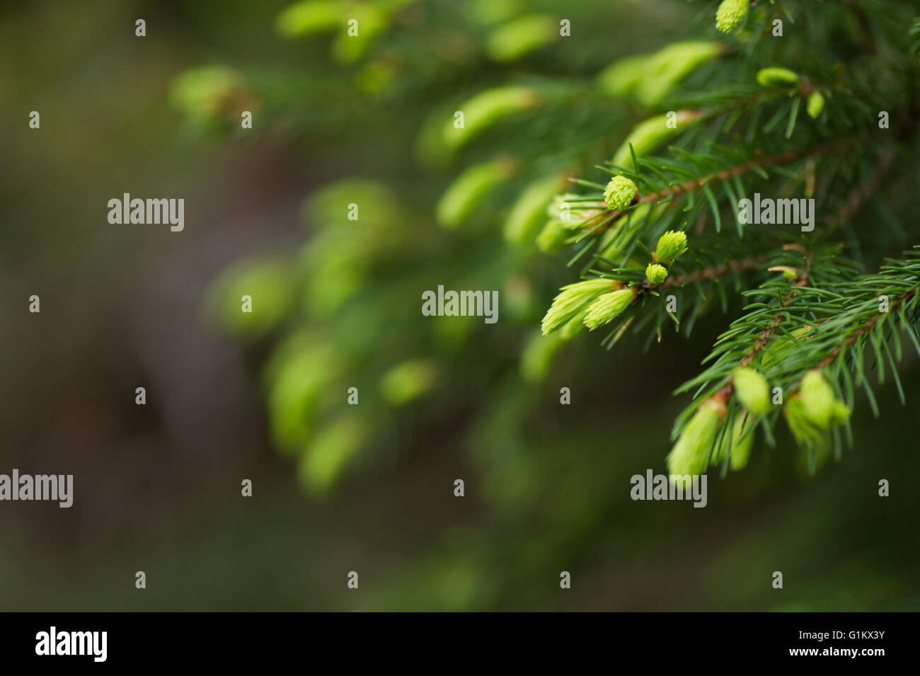 Young shoots on a fir tree Stock Photo - Alamy