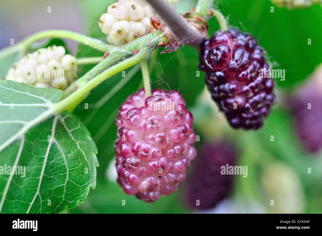 Mulberry tree leaf hi-res stock photography and images - Alamy