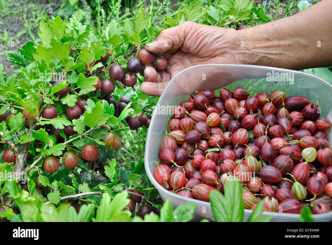 Picking harvesting hi-res stock photography and images - Alamy