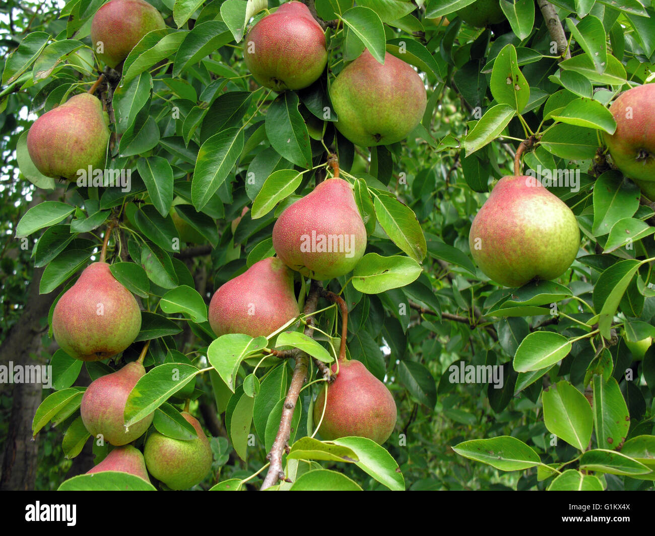 Ripe pears tree hi-res stock photography and images - Alamy