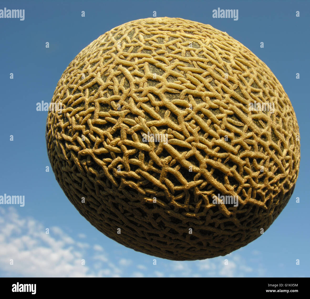 Muskmelon hi-res stock photography and images - Alamy