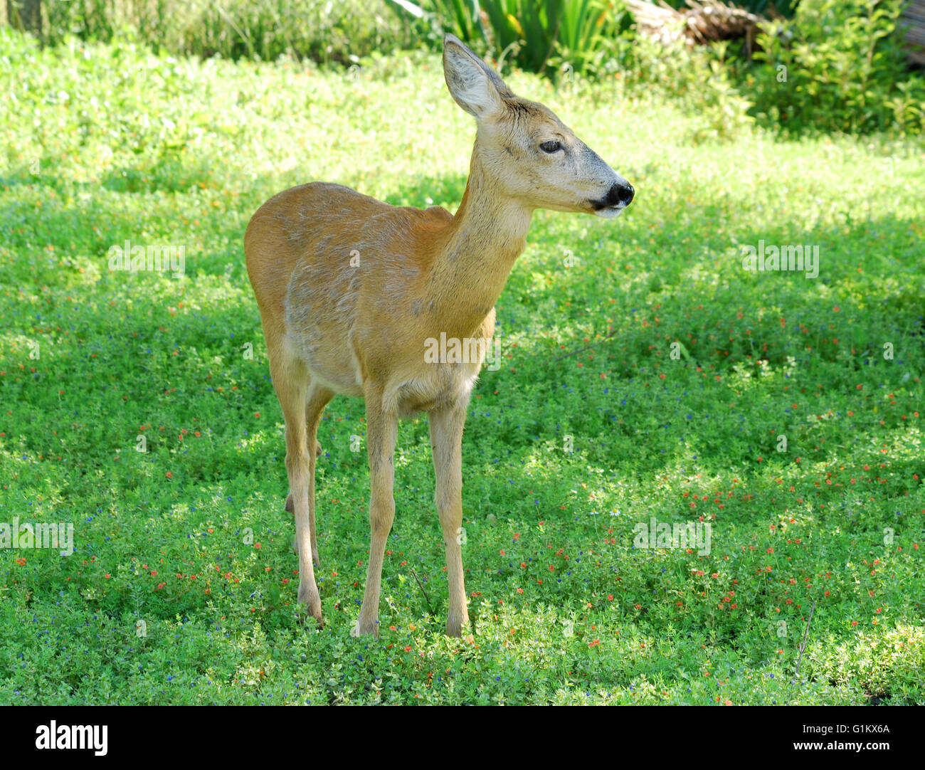 Deer and doe hi-res stock photography and images - Alamy