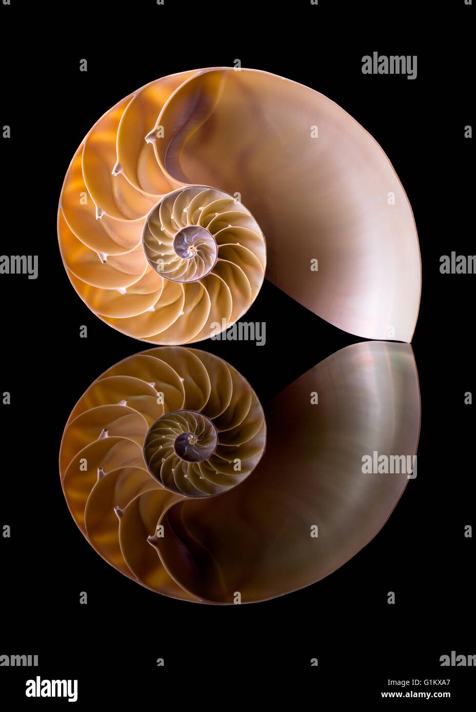 Cross Section Nautilus Shell Spiral High Resolution Stock Photography ...