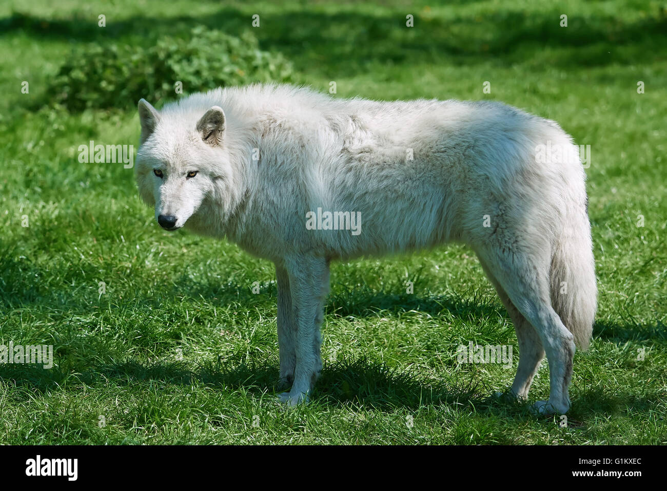 Arctic wolf standing in grass in its habitat Stock Photo - Alamy
