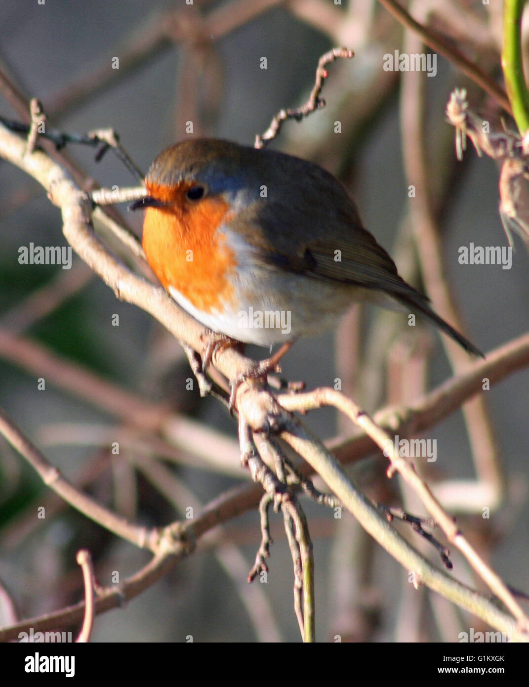 Naturaleza robin hi-res stock photography and images - Alamy