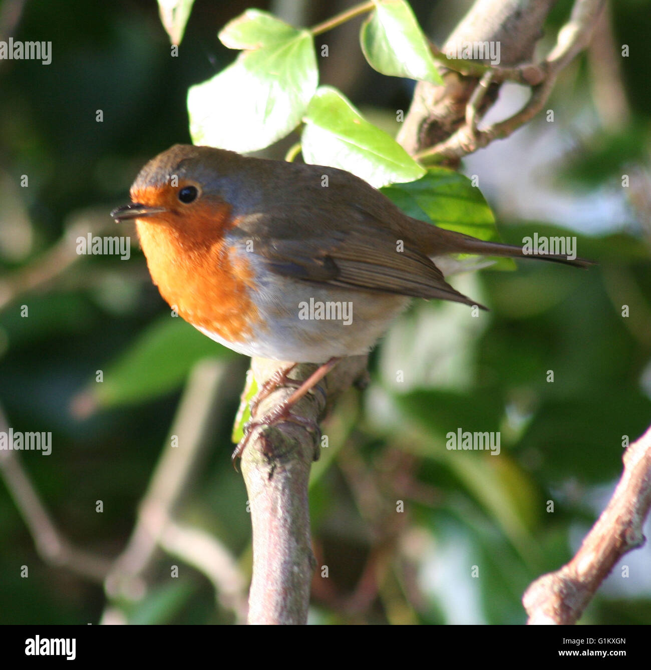 Naturaleza robin hi-res stock photography and images - Alamy