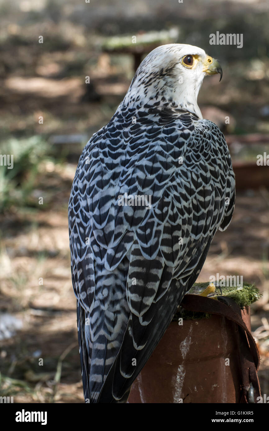 hawk, beautiful white falcon with black and gray plumage Stock Photo ...