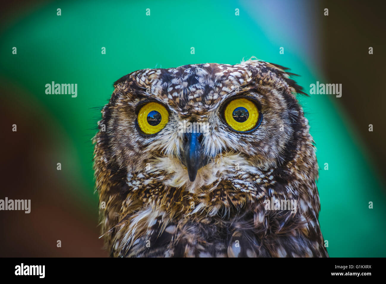 zoo, beautiful owl with intense eyes and beautiful plumage Stock Photo ...