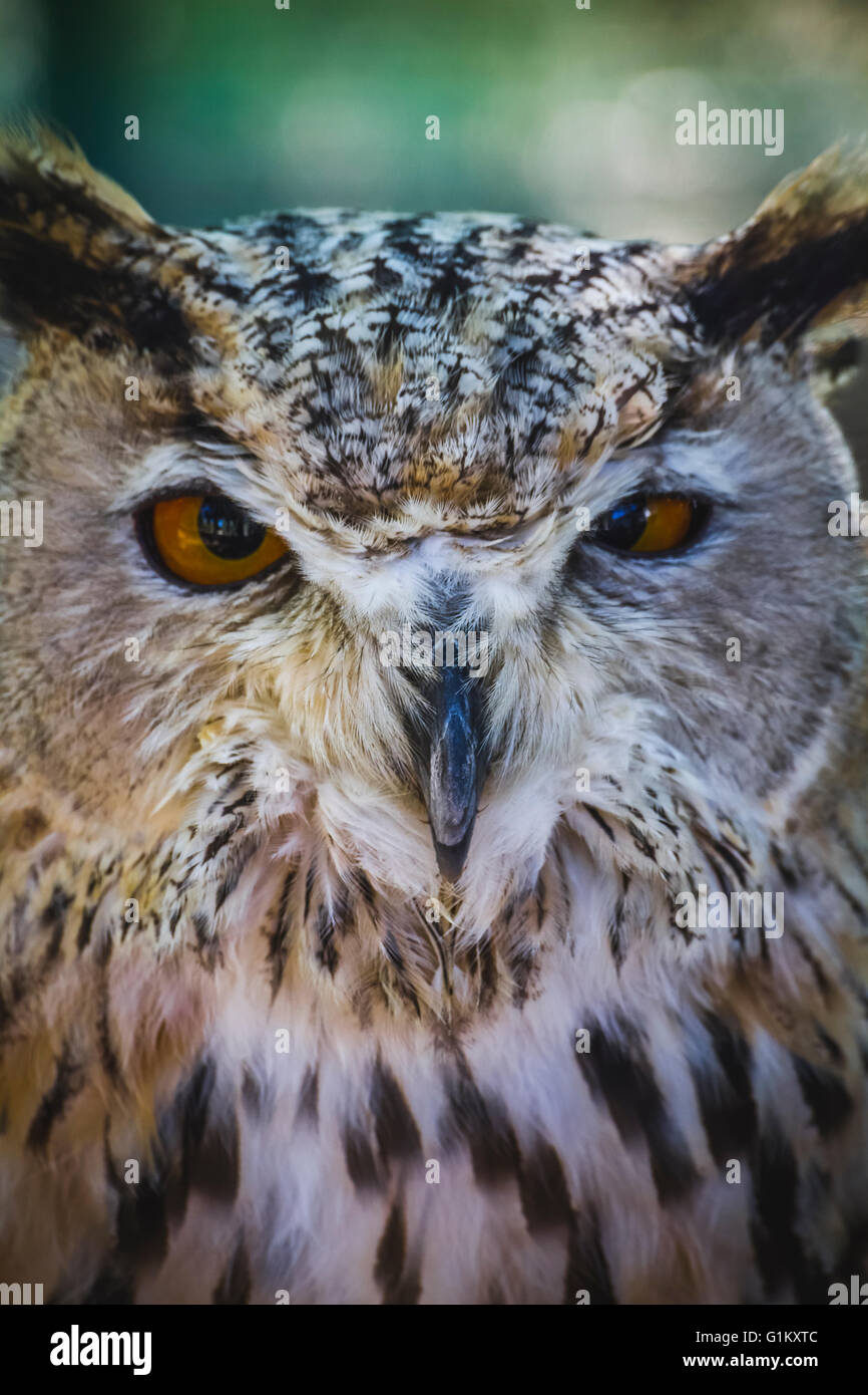 beautiful owl with intense eyes and beautiful plumage Stock Photo - Alamy